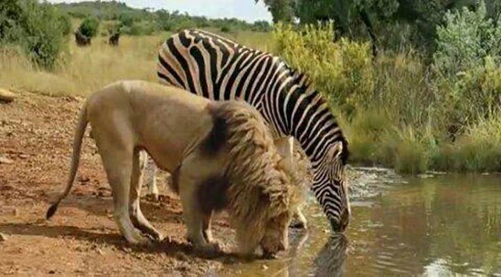 le lion et le zèbre presque une fable de La Fontaine